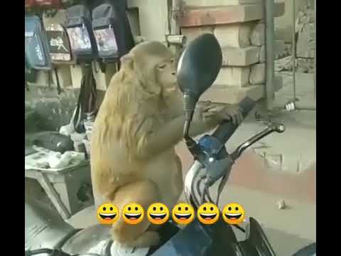 😂😂Monkey comedy marathi dubbing..😂😂