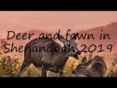How to pronounce Deer and fawn in Shenandoah 2019 in English?