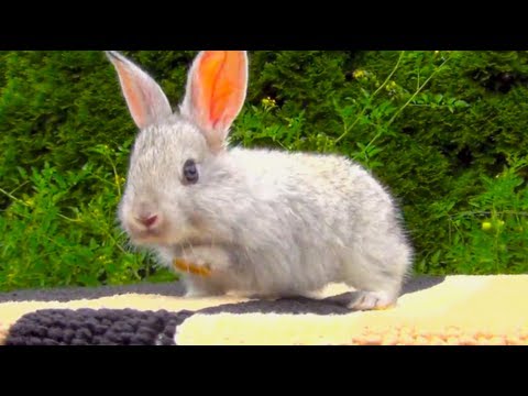 See 9 Adorable Animals Experience the Joy of Going Outside for the ...