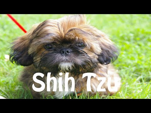 How To Say Shih Tzu