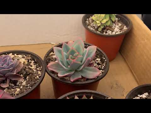 Grow Lights for Succulents - Experiment Episode 5
