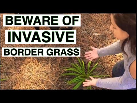 Don't plant border grass in your landscape until you watch this!