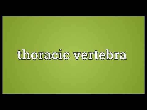 Thoracic vertebra Meaning