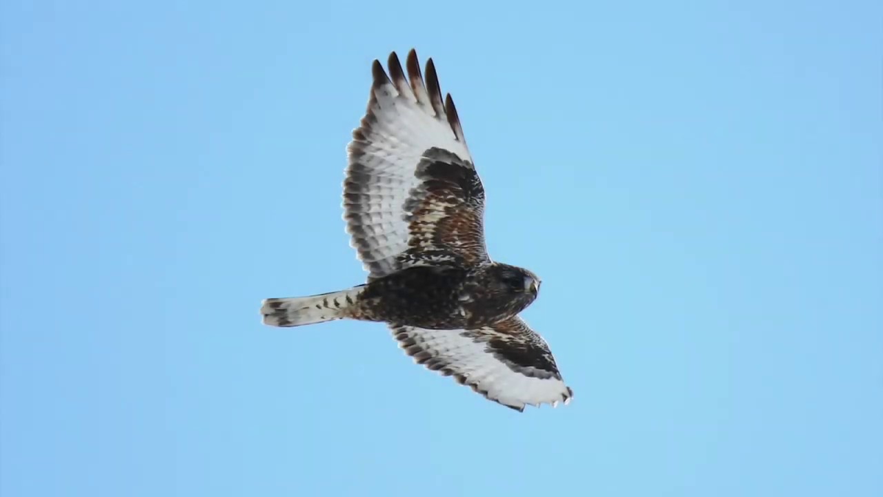 Intermediate-morph Rough-legged Hawks