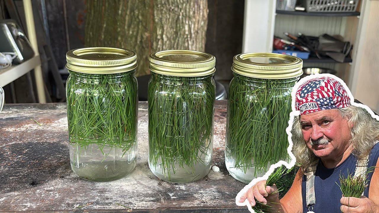 PINE NEEDLE Soda | How to Make Sprite from Pine Needles