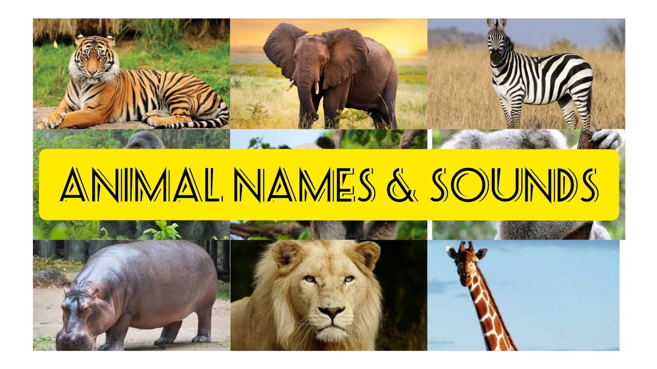 Animal Names and Sounds