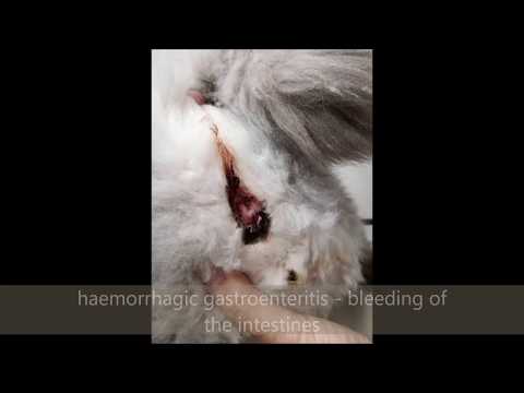 Final Video: A 13-year-old cat has bloody diarrhoea - thrombocytopenia