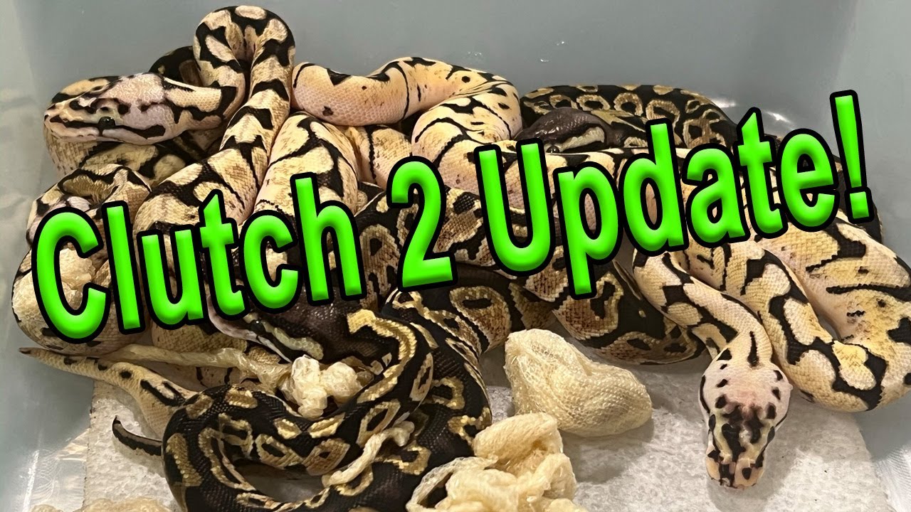 Ball Python Clutch #2 UPDATE!