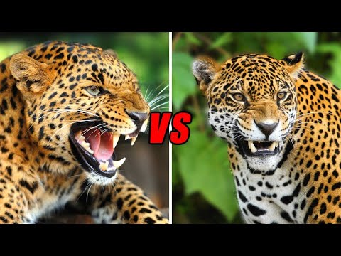 10 PAIRS OF COMMONLY CONFUSED ANIMALS | CHEETAH| MULES | DONKEY | TURTLES | ALLIGATOR