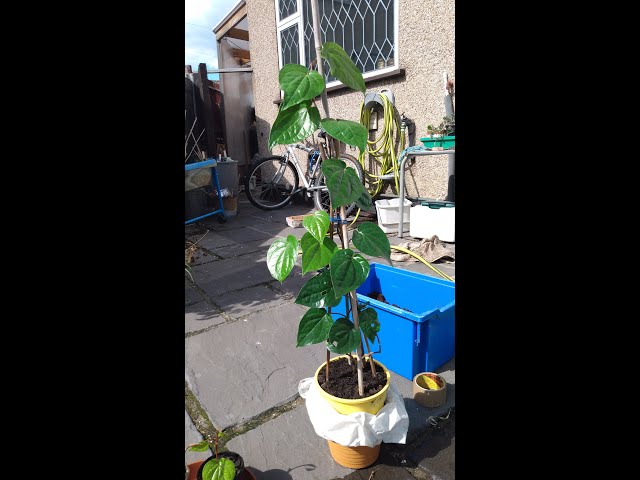 How to pronounce Jubeda | HowToPronounce.com