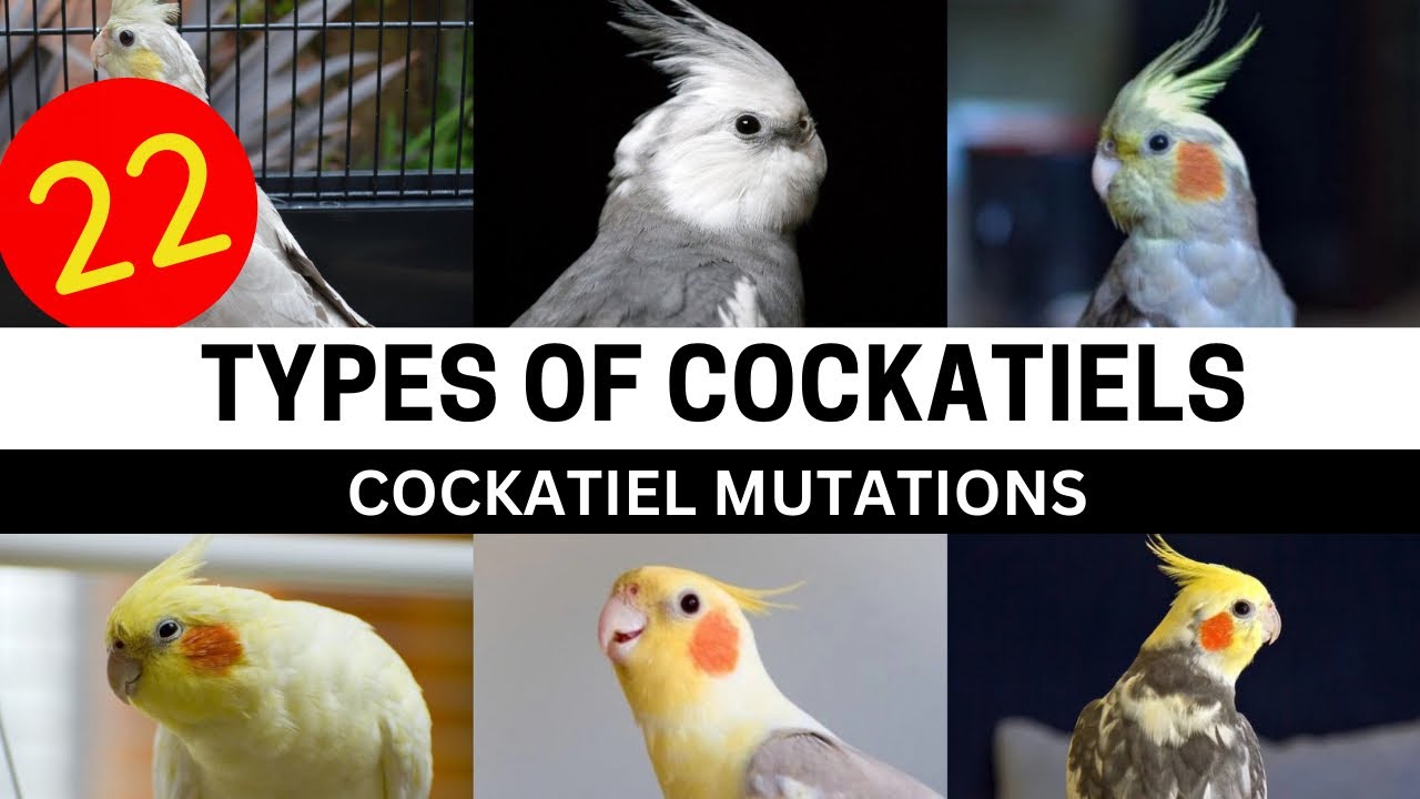 Types Of Cockatiels | Cockatiel Mutations & colours | Cockatiel Parrot Top Varieties