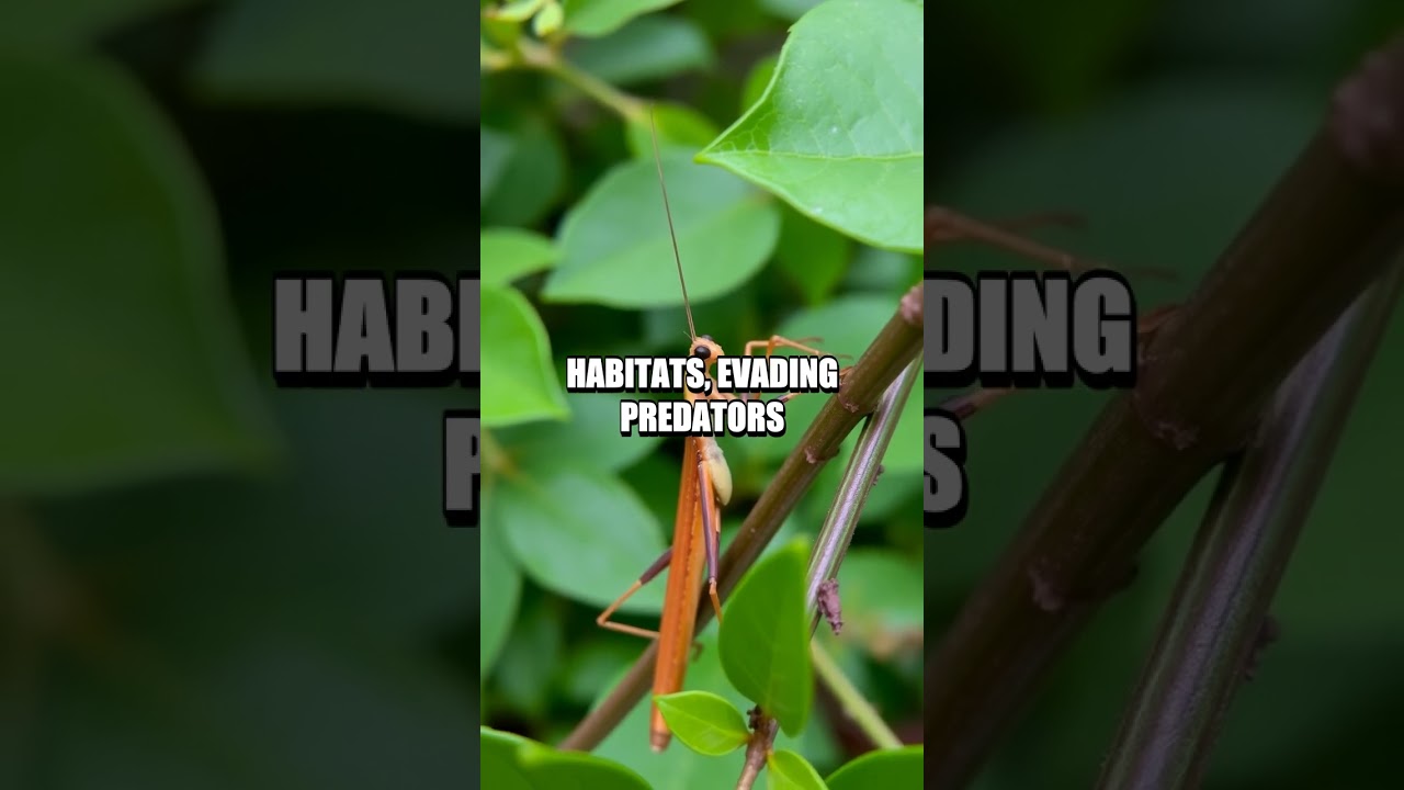 Master of Disguise: The Stick Insect