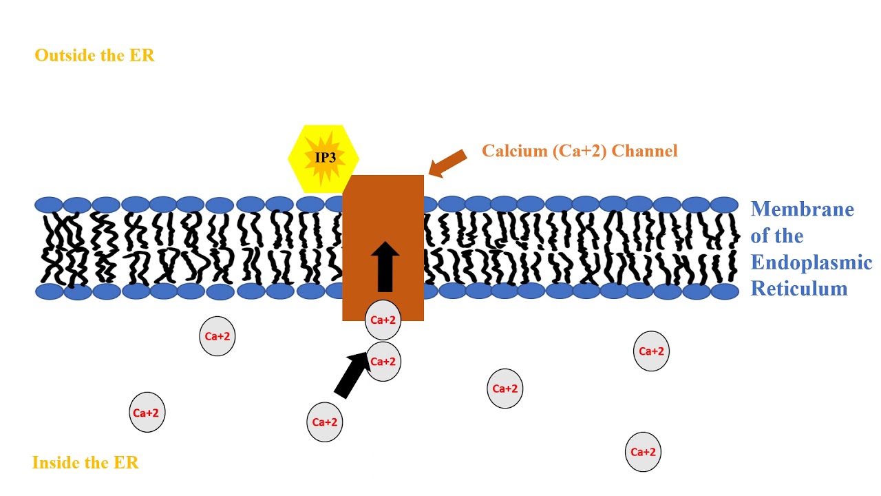 Bitter, Sweet and Umami Pathways