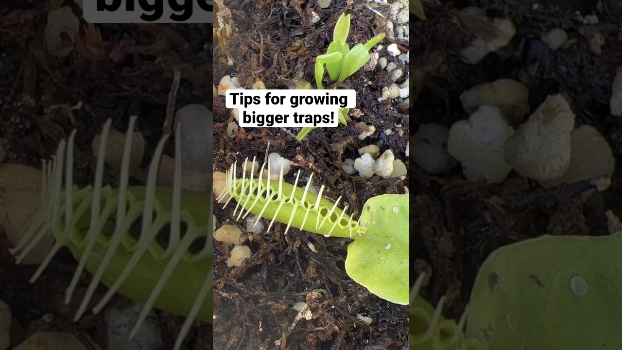 Growing bigger, scarier Venus flytraps. #venusflytrap #carnivorousplant