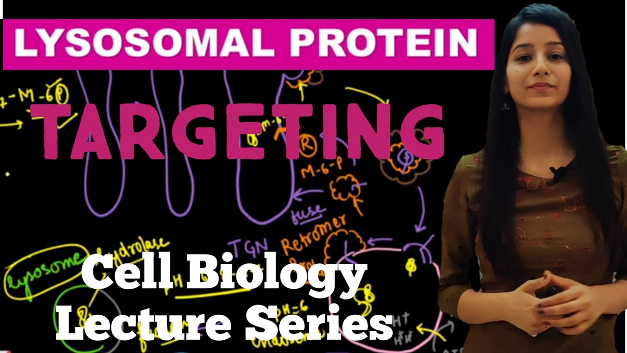 Understanding Lysosomal Protein Targeting: A Deep Dive into Cellular ... Understanding Lysosomal Protein Targeting: A Deep Dive into Cellular ...
