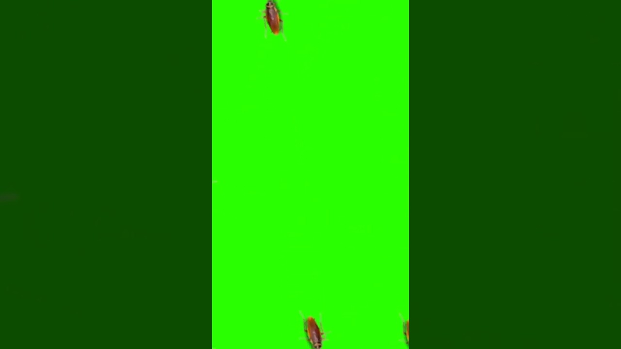 Cockroach Crawling Green Screen VFX