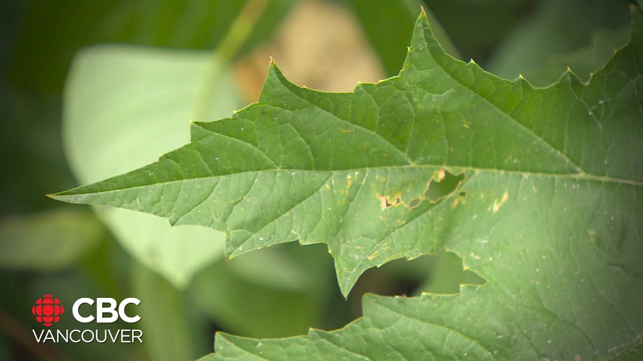 Dangerous invasive plant growing in B.C