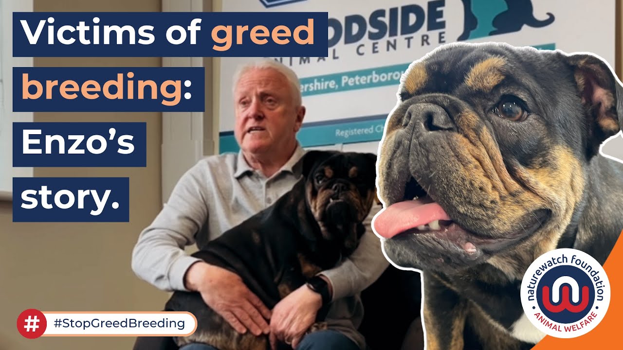 Why We Need To Stop Greed Breeding | Naturewatch Foundation