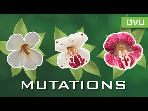 What is Mutation?
