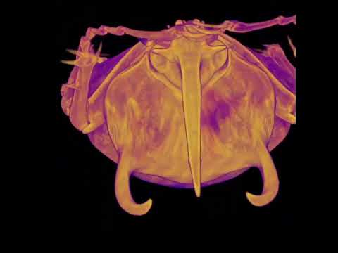 We put a rhinoceros beetle in an industrial CT scanner. 🪲