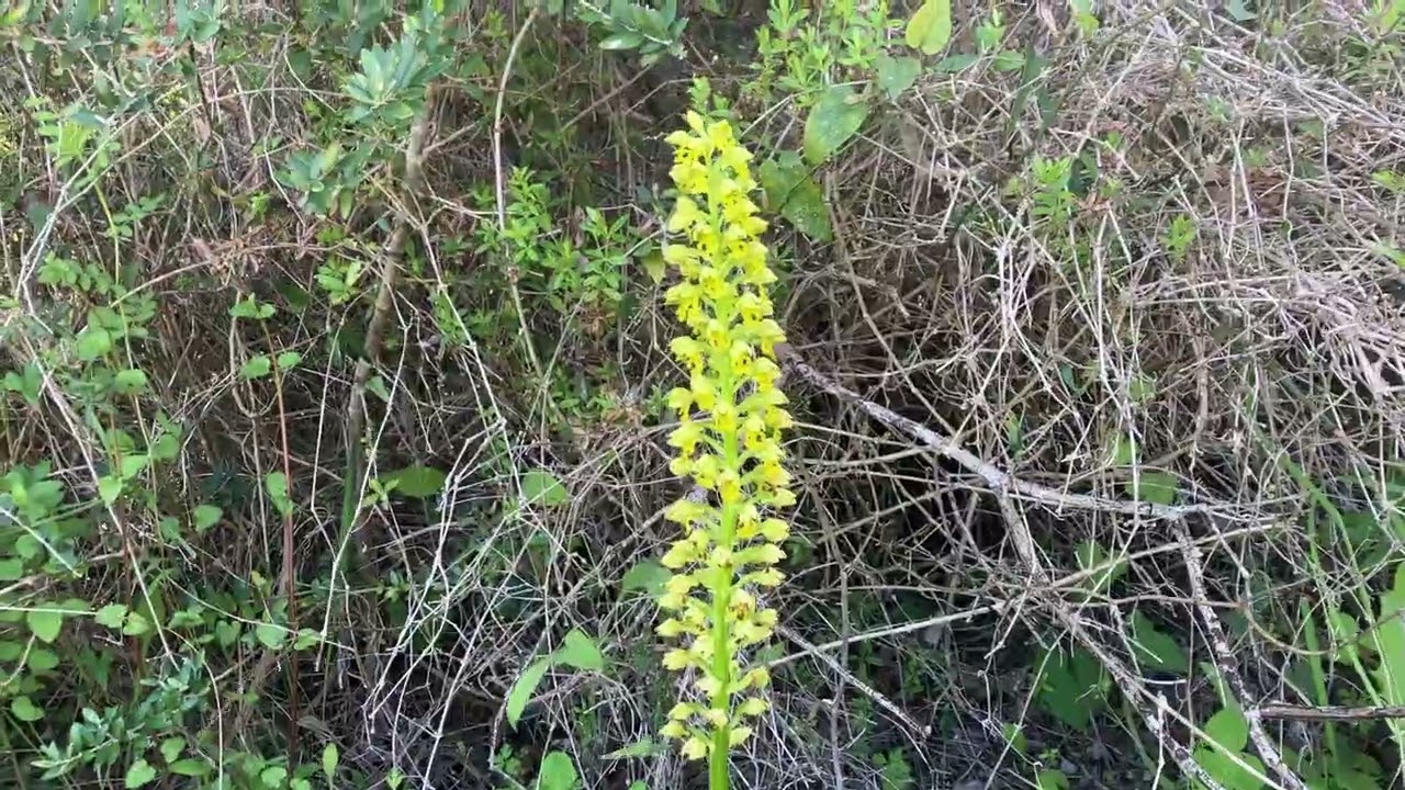 Mariposa Nature Tours, Orchids of Cyprus tour March 2025. A close encounter with Orchis punctulata.
