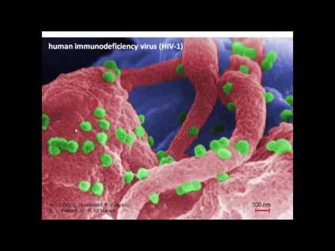 amazing electron microscope images of microbes