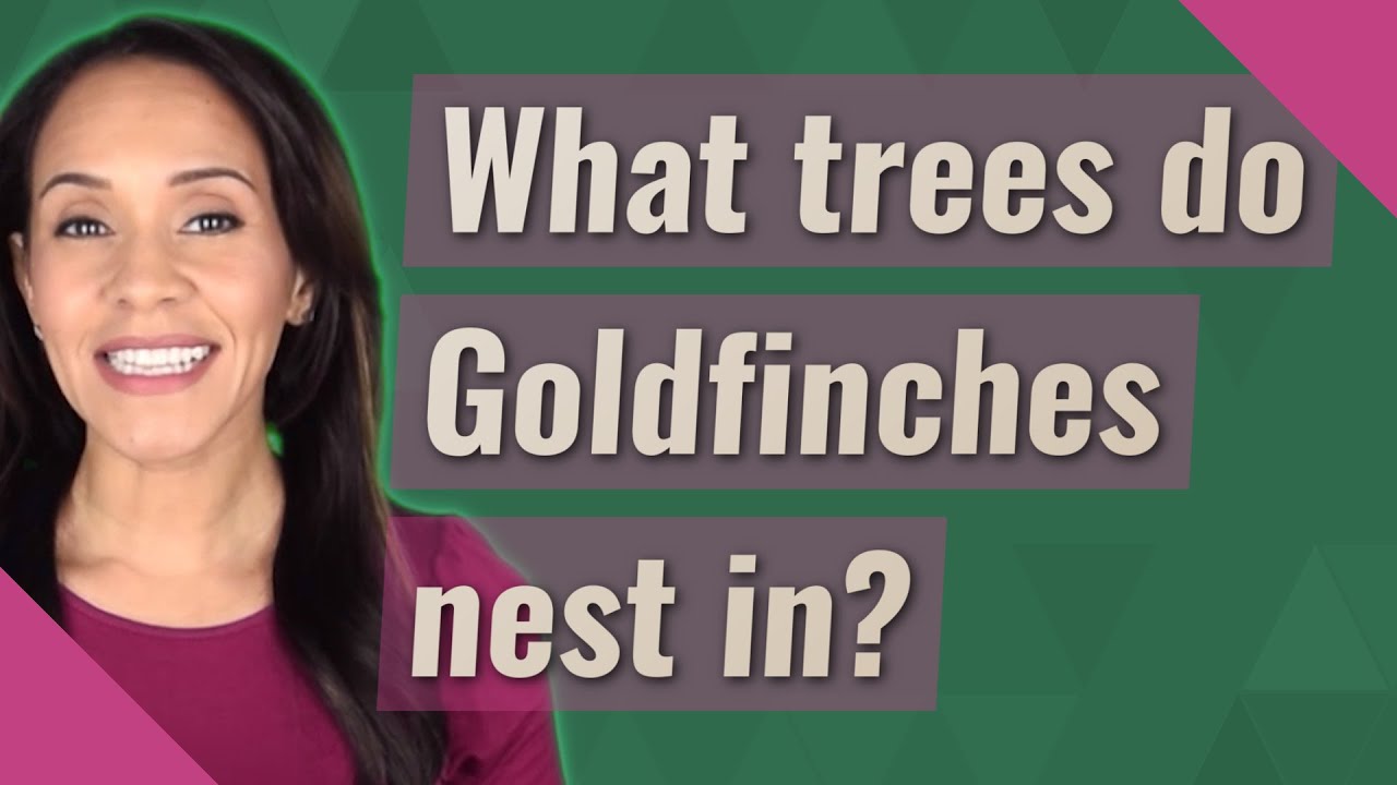 What trees do Goldfinches nest in?
