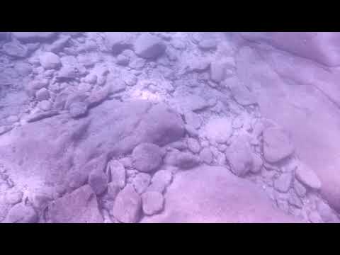Swimming with Cichlids - Mahale National Park - YIKERS! Water Cobra