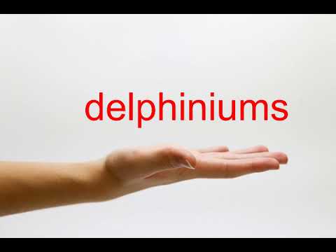 How to Pronounce delphiniums - American English