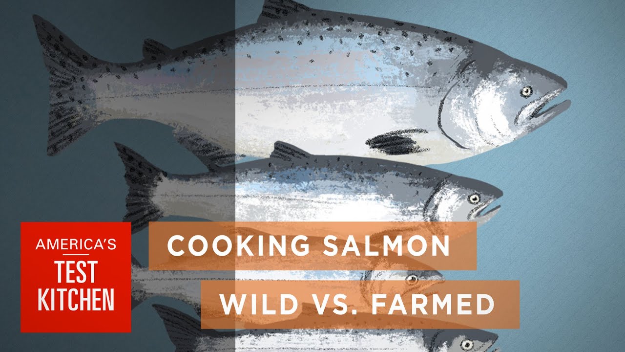 Science: How Wild Salmon Differs from Farmed Salmon and How to Cook Salmon to the Right Temperature