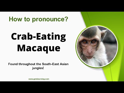 How to pronounce (Crab-Eating Macaque) in English Correctly