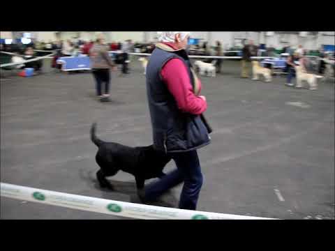 Gundog Breeds Association of Scotland Nov 18