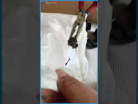Is there something living in your pipes?