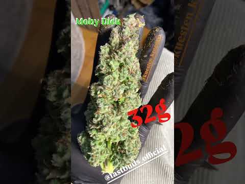 Moby Dick Auto ๐ Fast Buds | Sativa by kuesten kraeuter