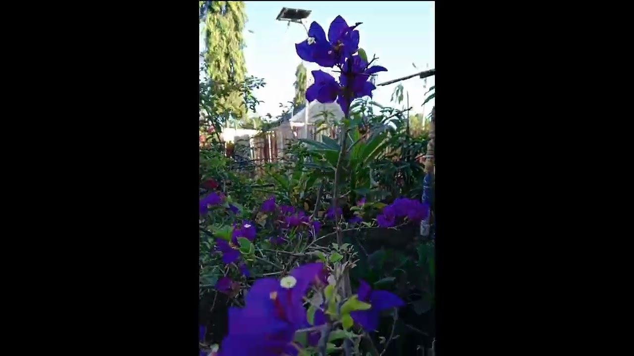 6 MITOS BUNGA BOUGENVILLE PART 2.