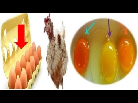 How to Tell If Your Eggs Came From a Sick Chicken | Zinta