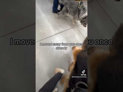 Dear fake service dog handlers? Why? Just why?