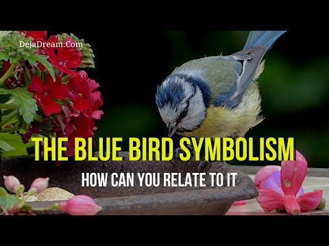 The Blue Bird Symbolism: How Can You Relate To It