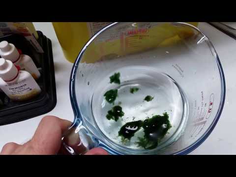 Identifying Cyanobacteria, or Blue Green Algae