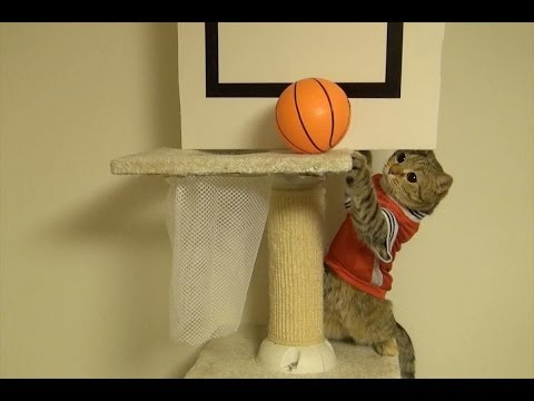 Cat Dunk | Kape Klassiq