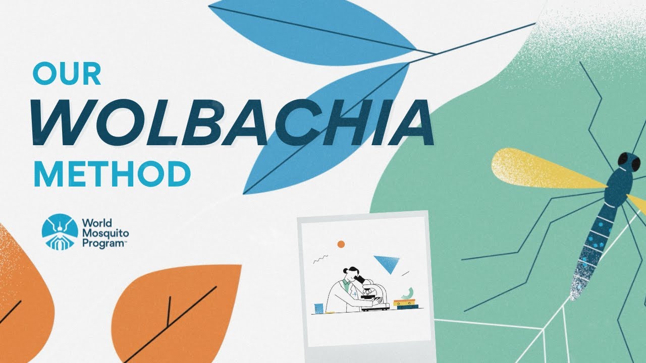 The World Mosquito Program - Our Wolbachia Method