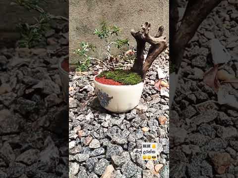 #shorts | bonsai | Watch the full video from "SL SUSAN" youtube channelππ