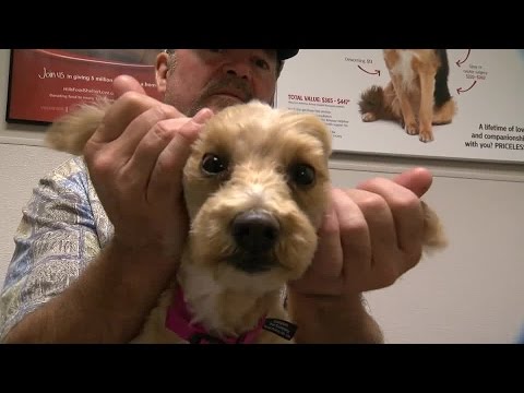Dumb Friends League rescues 140+ dogs from Southern Colorado breeder