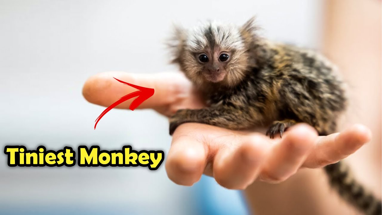 Meet the Pygmy Marmoset : Earth's Smallest Primate!