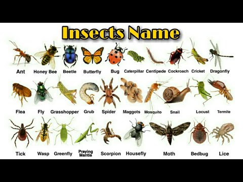 Insects Name | Learn Insects Name in English | Insect names for Toddler, Kindergarten & Preschoolers