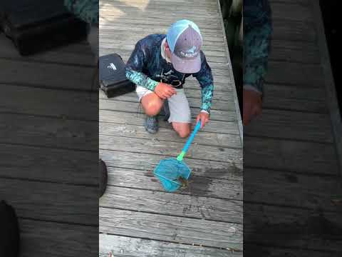Catching Crabs at the Dock #Shorts
