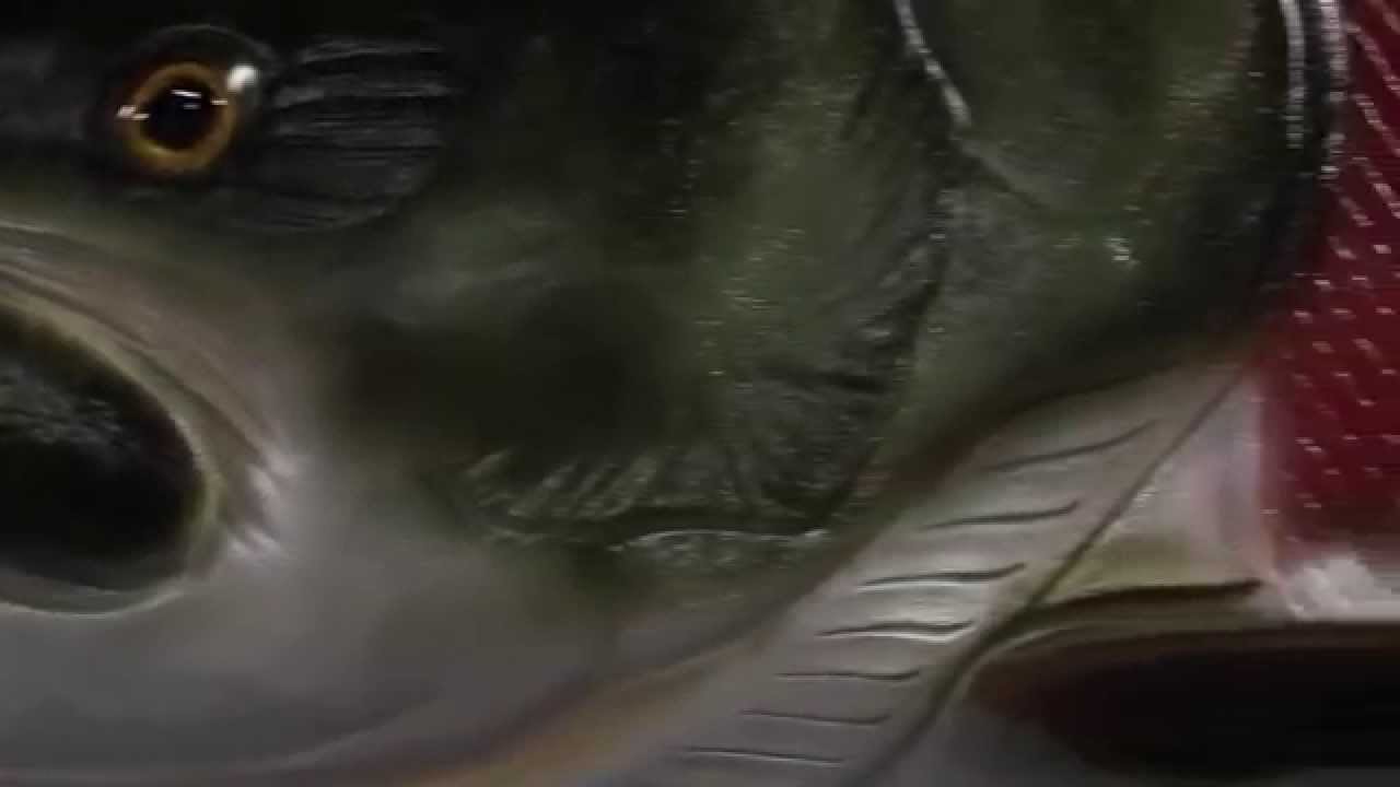 Spike-toothed Salmon (formerly Sabertooth Salmon)
