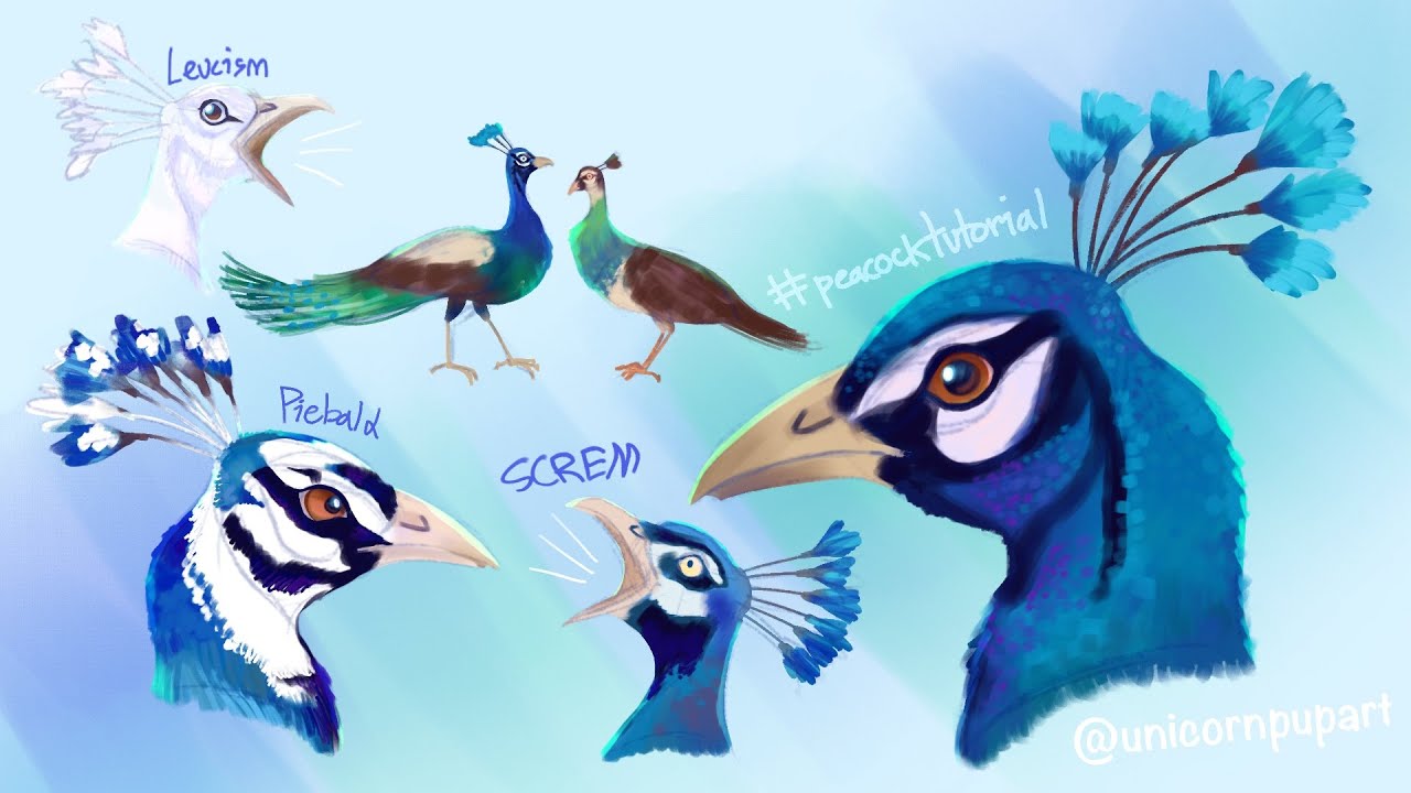 DeviantArt peafowl tutorial speedpaint