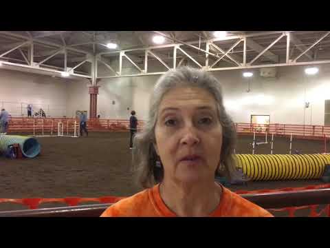Dog agility course