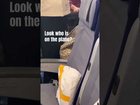 Dog Plane ride #dog #dogs #pets #petlover #shorts #short #ytshorts #ytshort #kutta #plane #flights